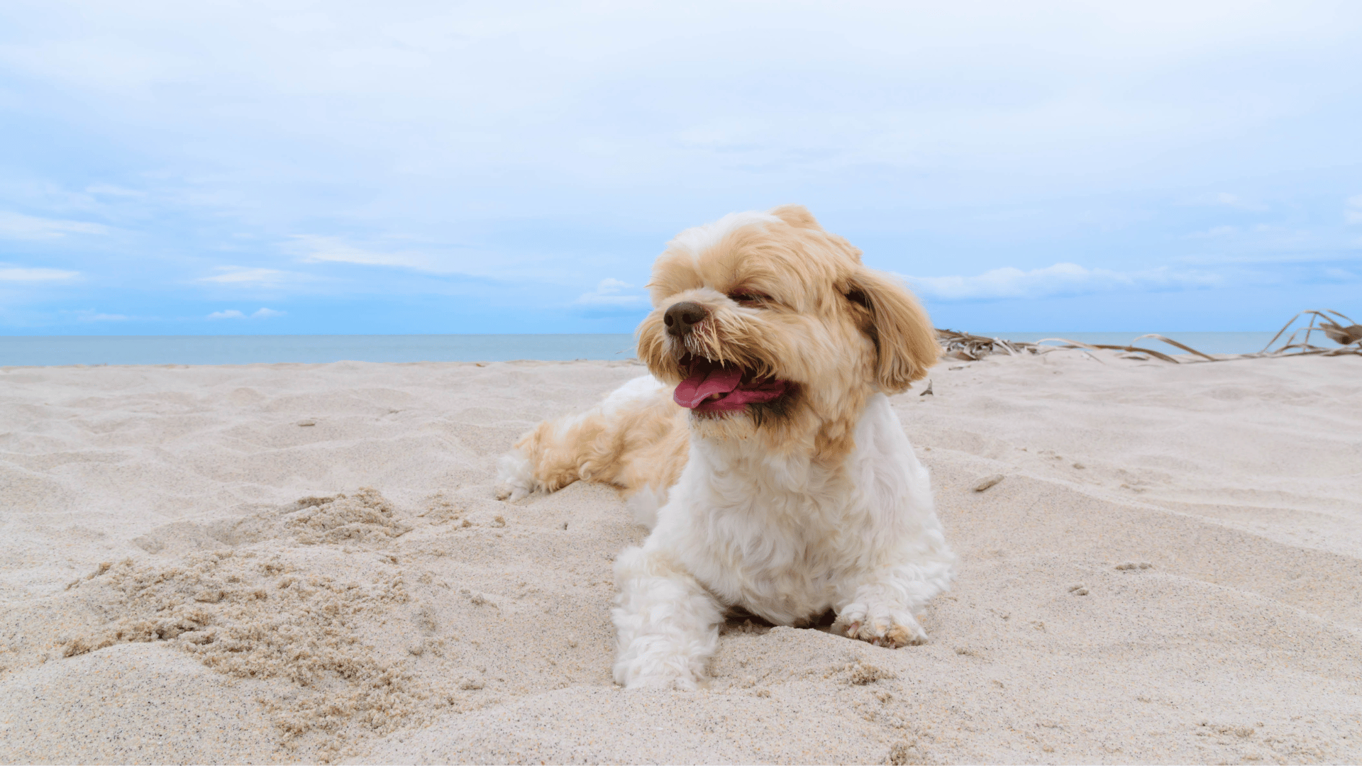 New Client Form | Dr. S. Gower, Veterinarian